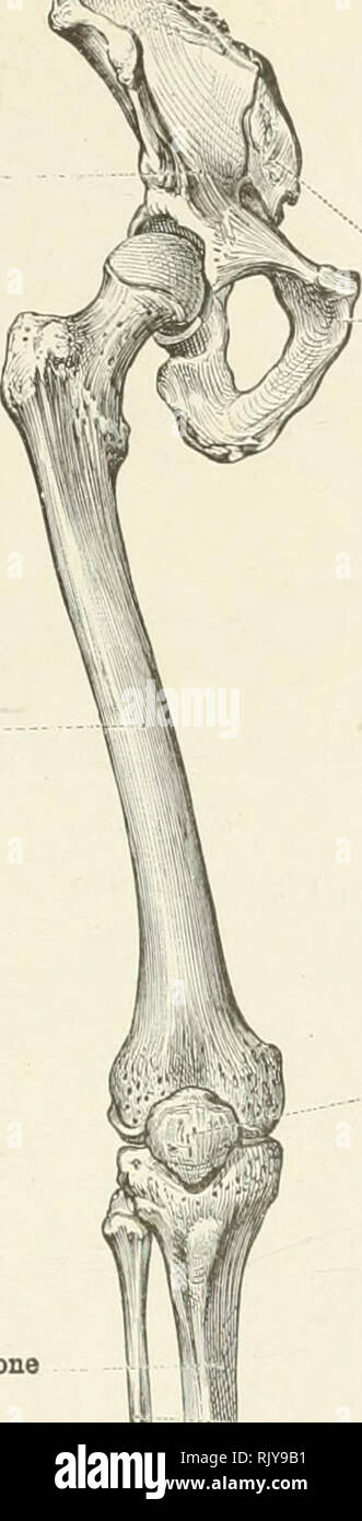 . Un atlas de l'anatomie humaine pour les étudiants et les médecins. L ...