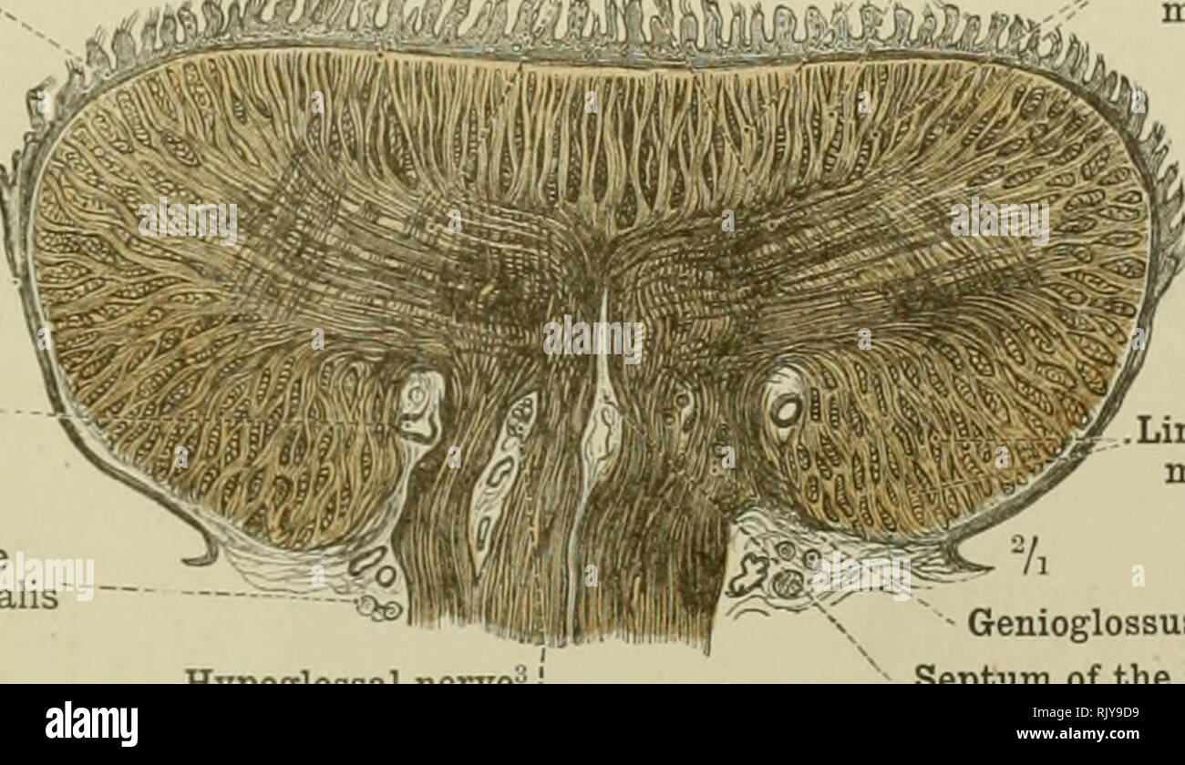 . Un atlas de l'anatomie humaine pour les étudiants et les médecins. L ...
