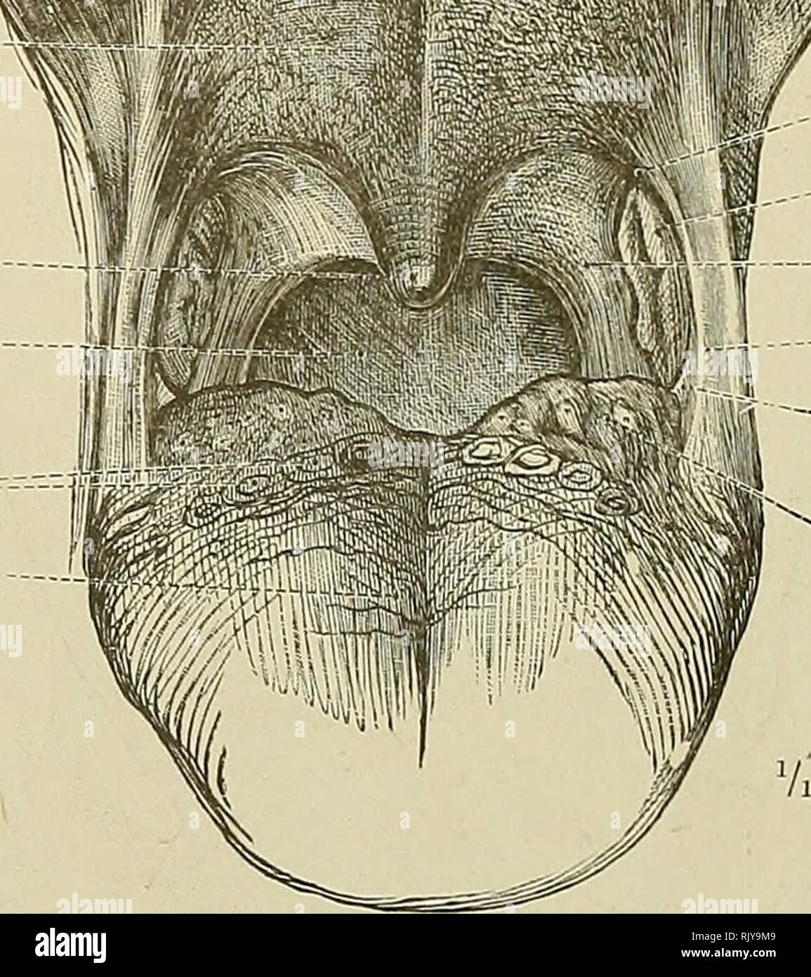 . Un atlas de l'anatomie humaine pour les étudiants et les médecins. L ...