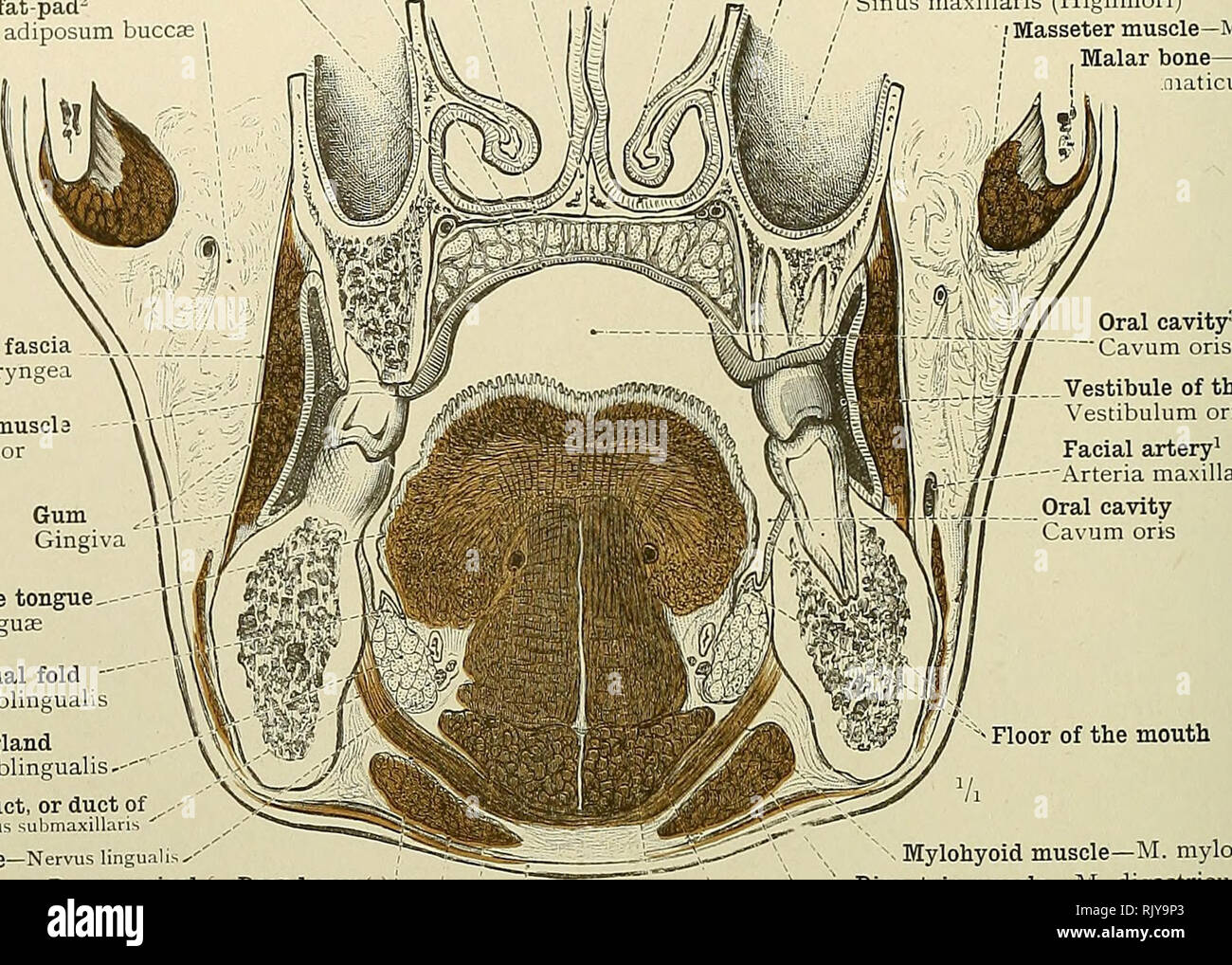 . Un atlas de l'anatomie humaine pour les étudiants et les médecins. L ...
