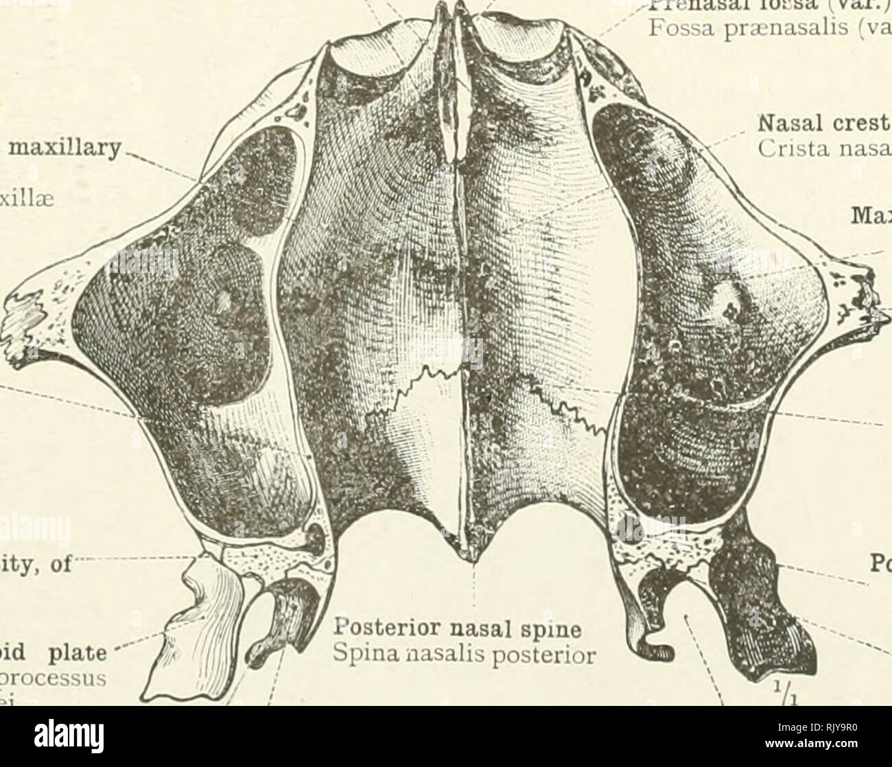 . Un atlas de l'anatomie humaine pour les étudiants et les médecins. L ...