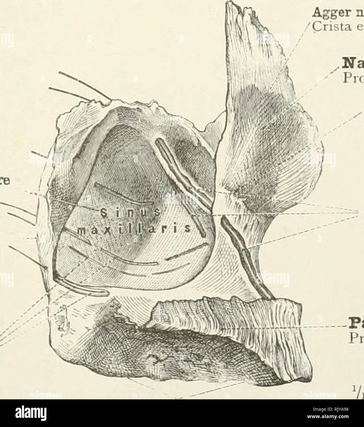 . Un atlas de l'anatomie humaine pour les étudiants et les médecins. R ...