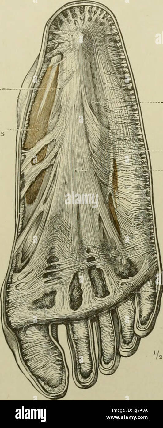 . Un atlas de l'anatomie humaine pour les étudiants et les médecins. L ...