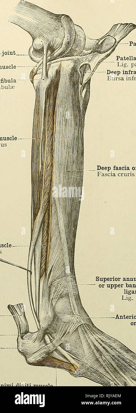 . Un atlas de l'anatomie humaine pour les étudiants et les médecins. L ...
