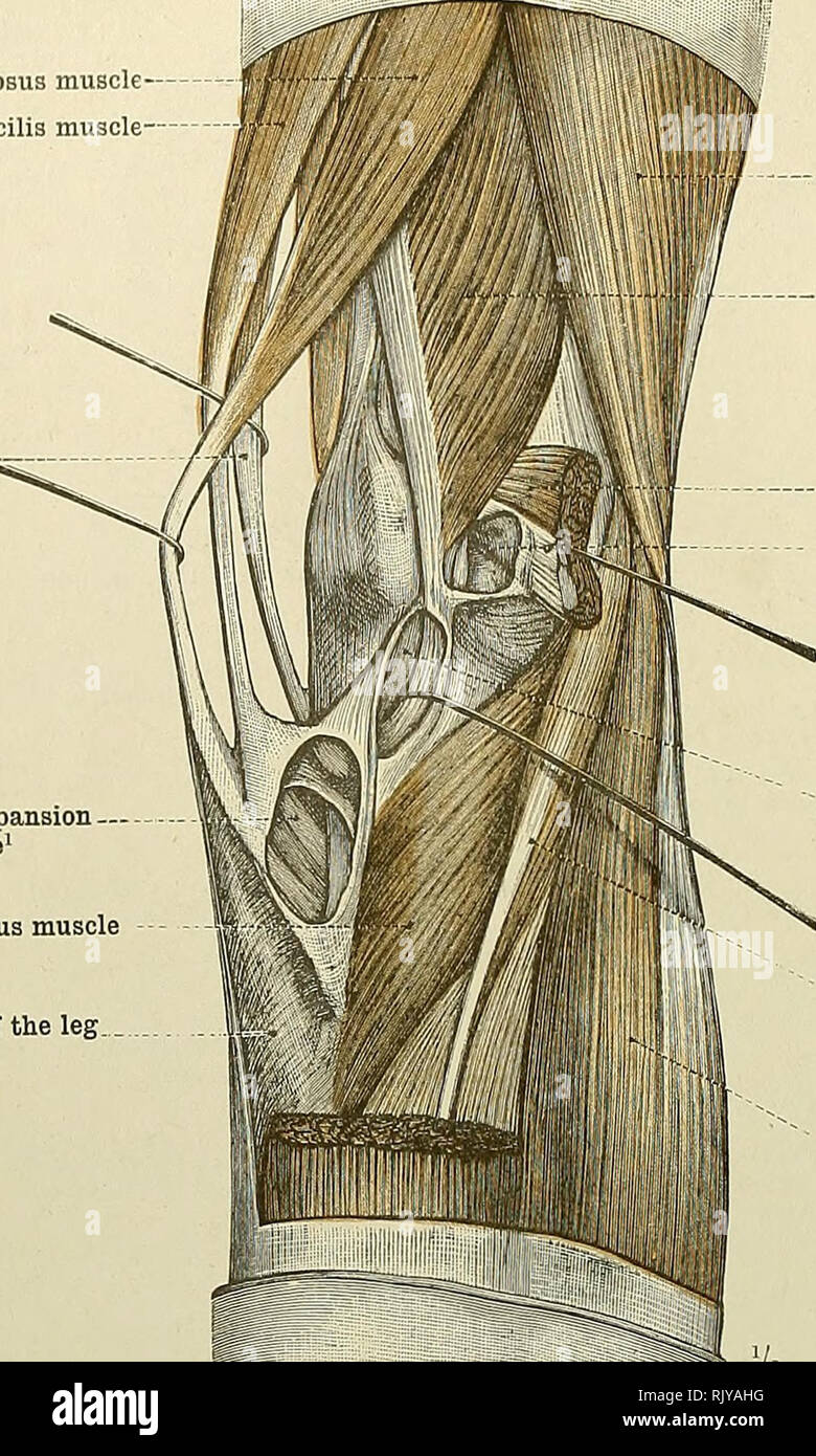 . Un atlas de l'anatomie humaine pour les étudiants et les médecins. L ...