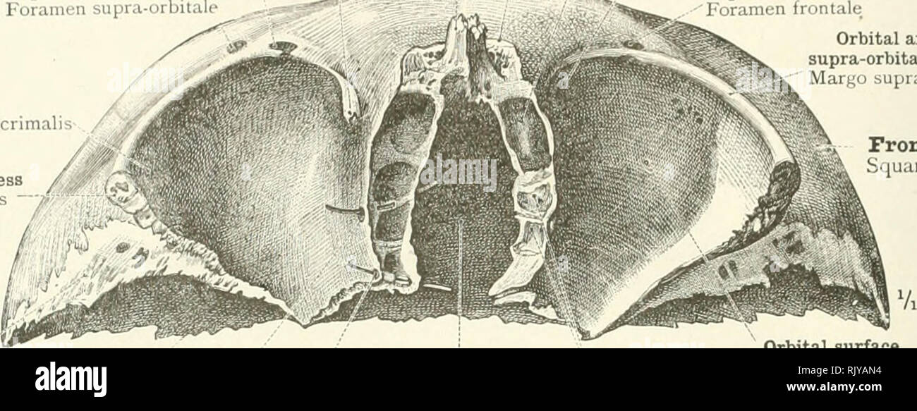 . Un atlas de l'anatomie humaine pour les étudiants et les médecins. L ...