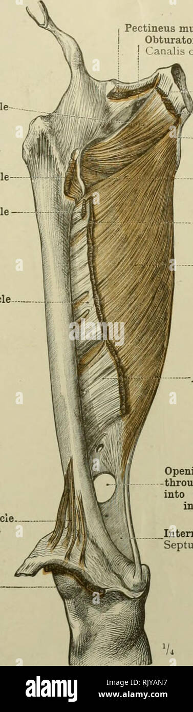 . Un atlas de l'anatomie humaine pour les étudiants et les médecins. L ...