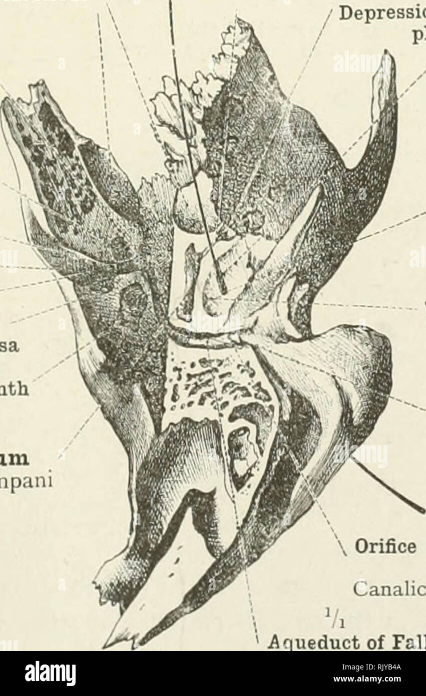 . Un atlas de l'anatomie humaine pour les étudiants et les médecins. L ...