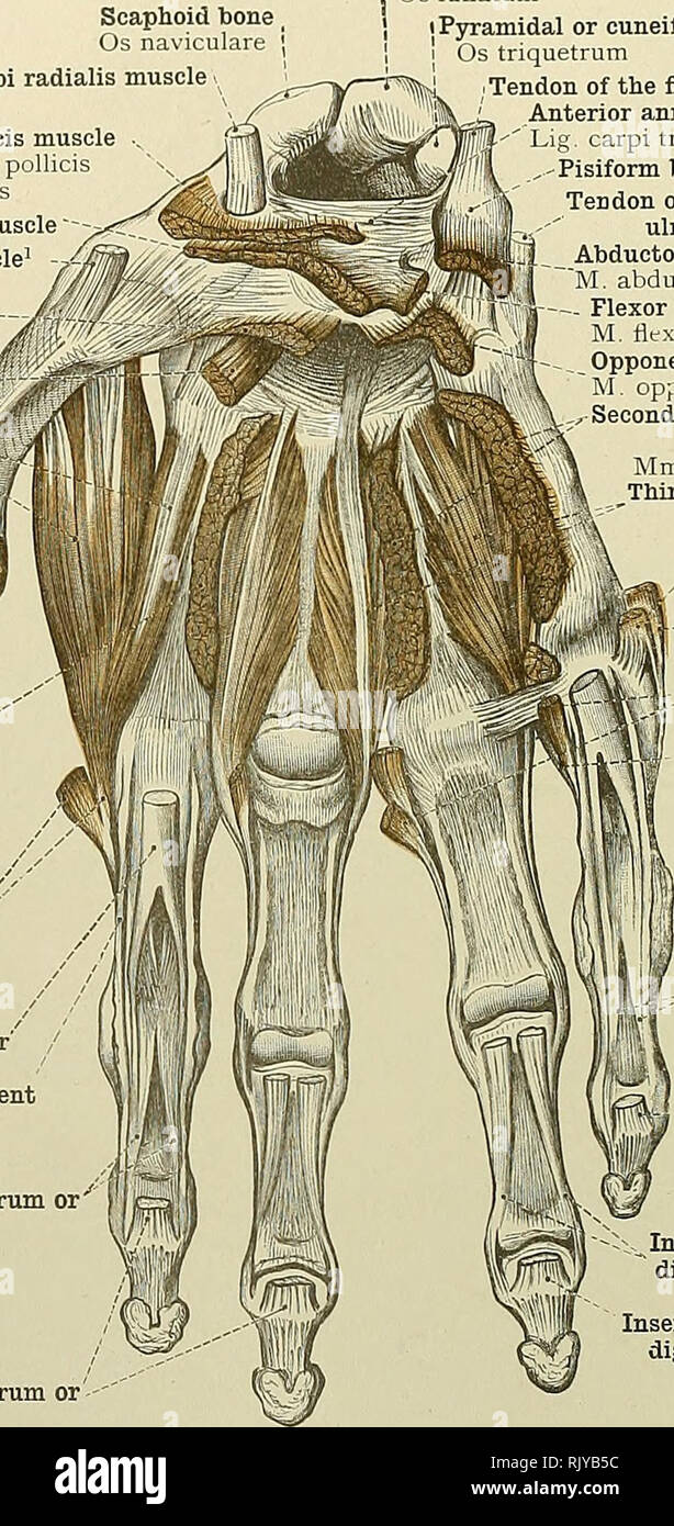 . Un atlas de l'anatomie humaine pour les étudiants et les médecins. L ...
