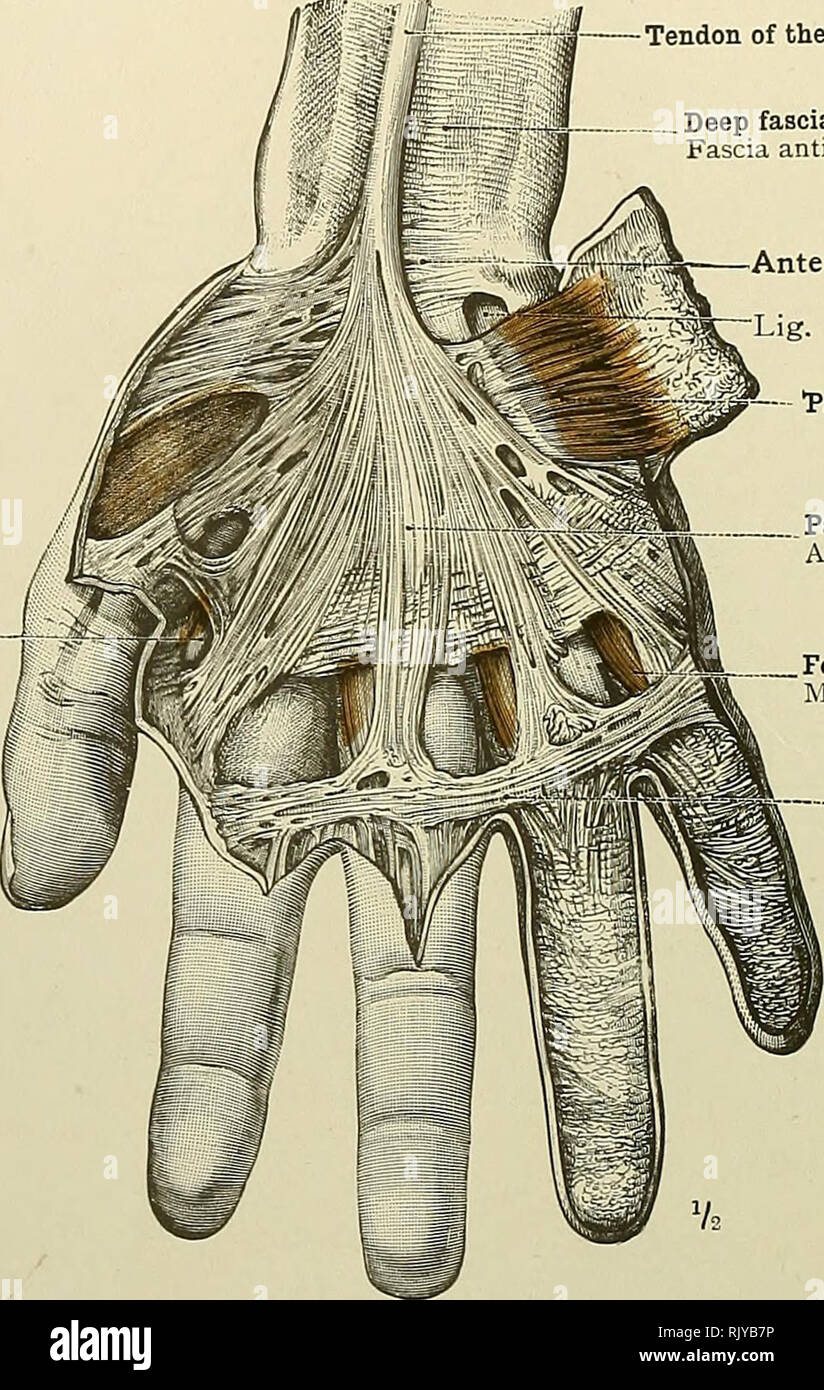 Aponévrose palmaire Banque de photographies et d’images à haute ...