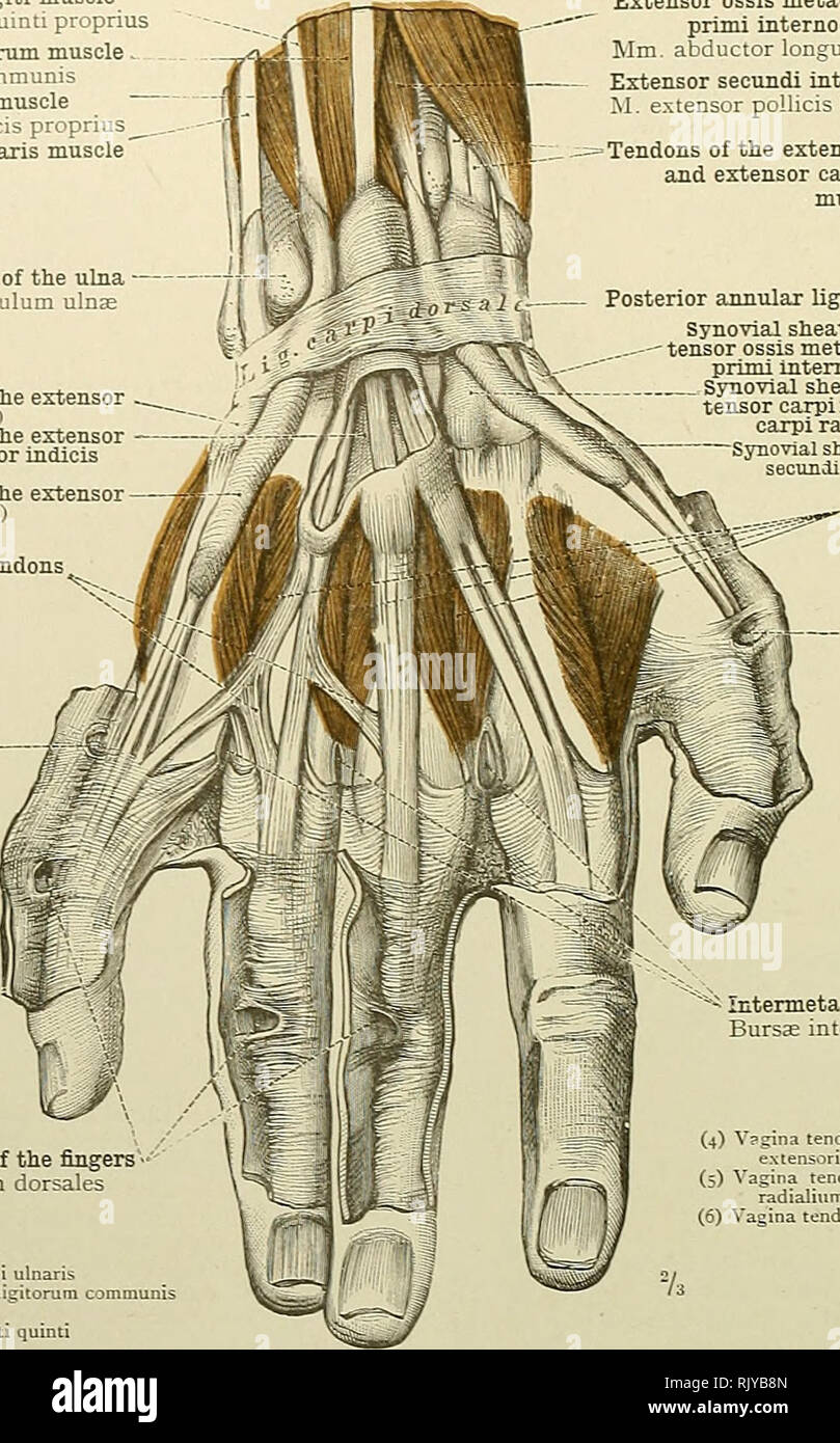 . Un atlas de l'anatomie humaine pour les étudiants et les médecins. L ...