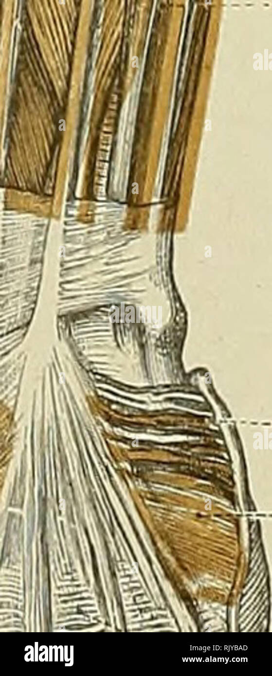 Flexor digitorum sublimis Banque de photographies et d’images à haute ...