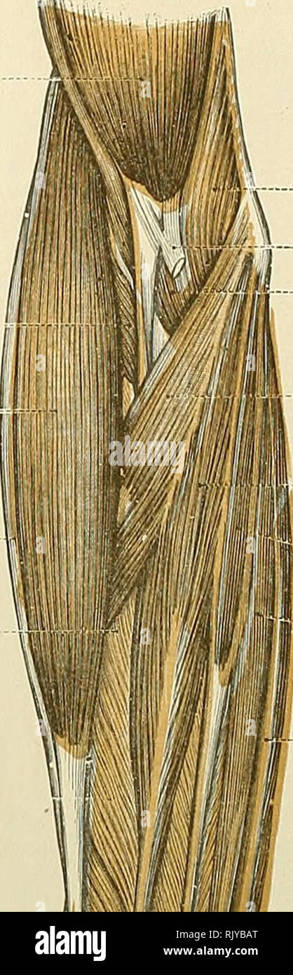 . Un atlas de l'anatomie humaine pour les étudiants et les médecins ...