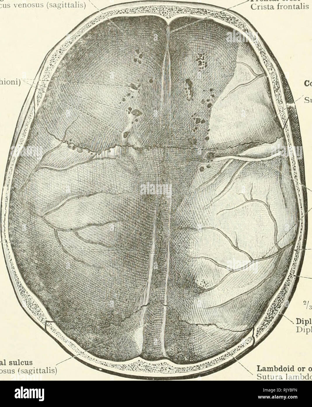 Crista frontalis Banque de photographies et d’images à haute résolution ...