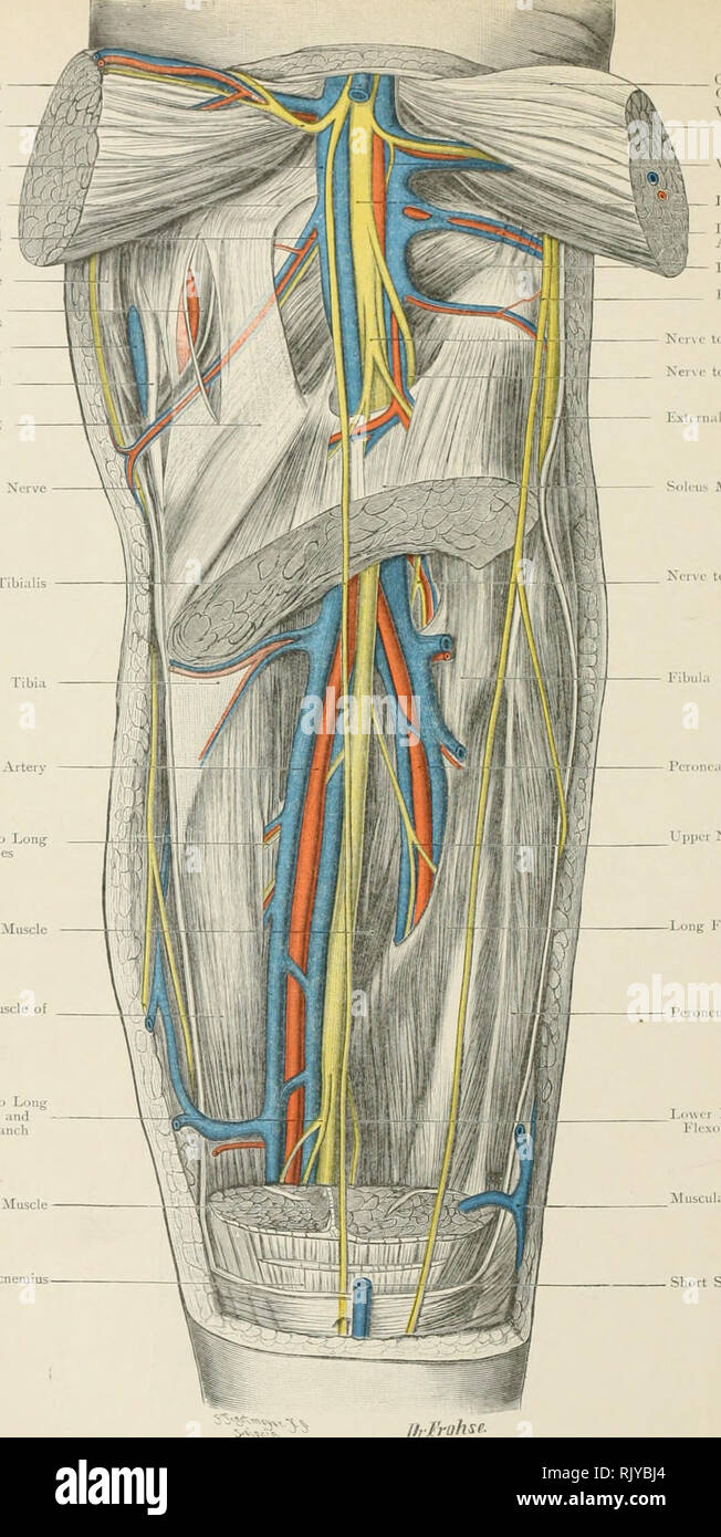 Nerf saphène Banque de photographies et d’images à haute résolution - Alamy