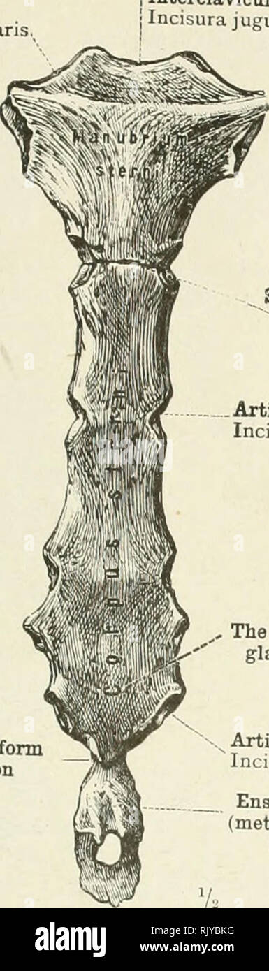 . Un atlas de l'anatomie humaine pour les étudiants et les médecins. L ...