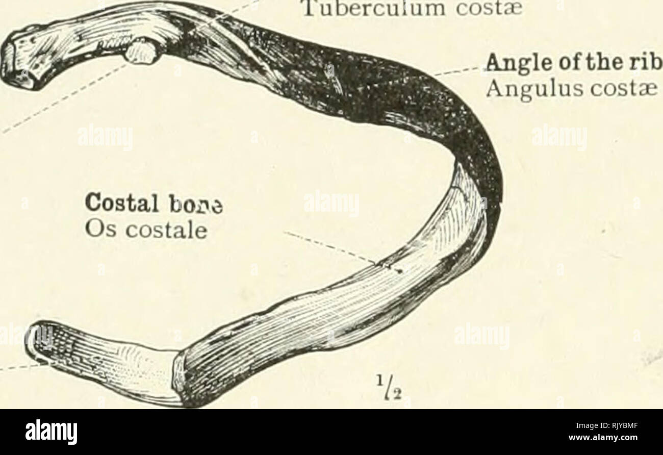 Costal Cartilage Photos & Costal Cartilage Images - Alamy