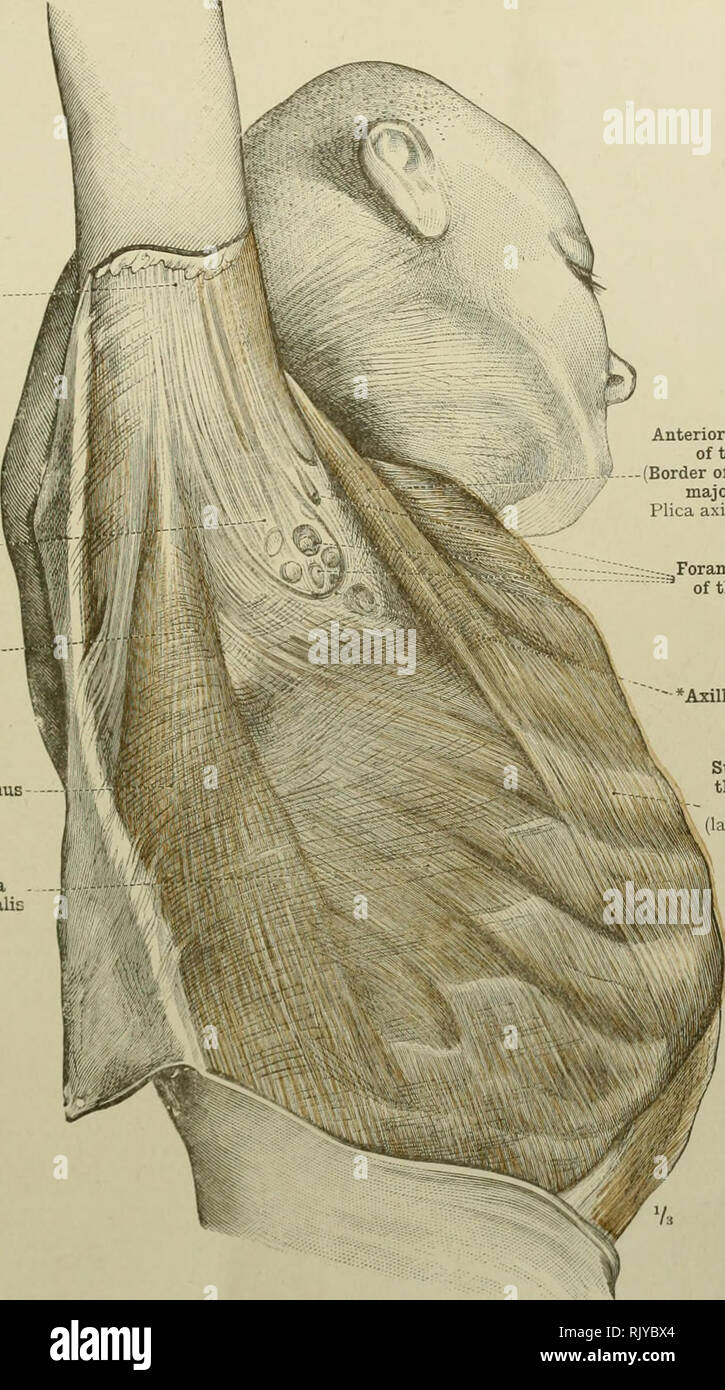. Un atlas de l'anatomie humaine pour les étudiants et les médecins. L ...