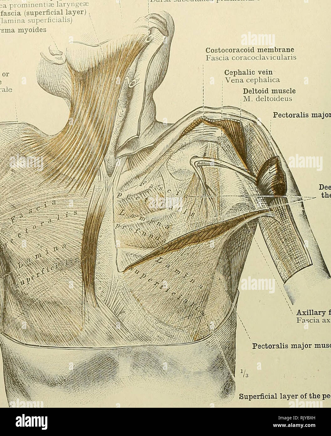 . Un atlas de l'anatomie humaine pour les étudiants et les médecins. L ...
