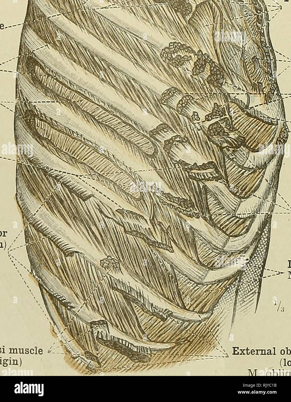 . Un atlas de l'anatomie humaine pour les étudiants et les médecins. L ...