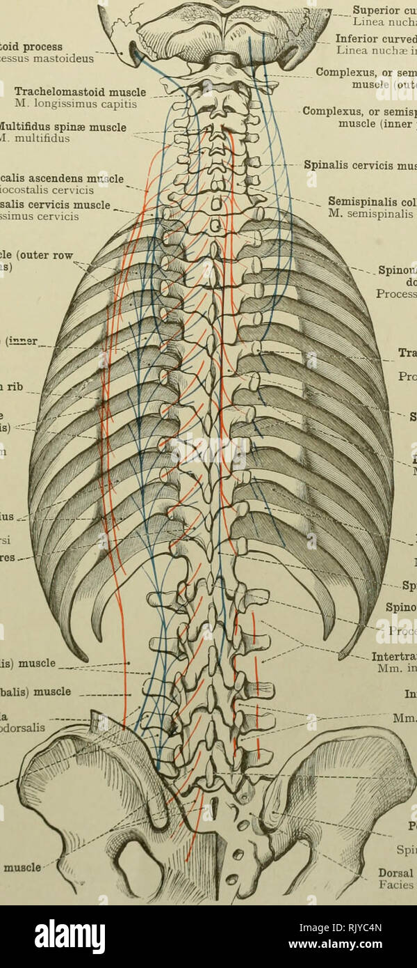 Muscle longissimus du tronc Banque de photographies et d’images à haute ...