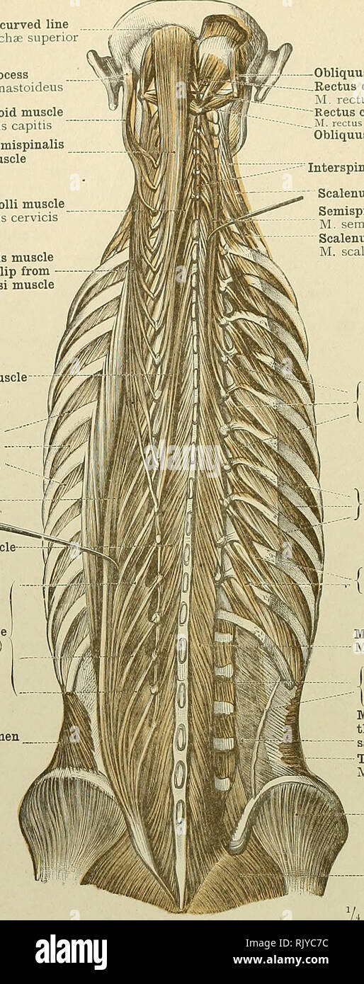 Muscle longissimus du tronc Banque de photographies et d’images à haute ...