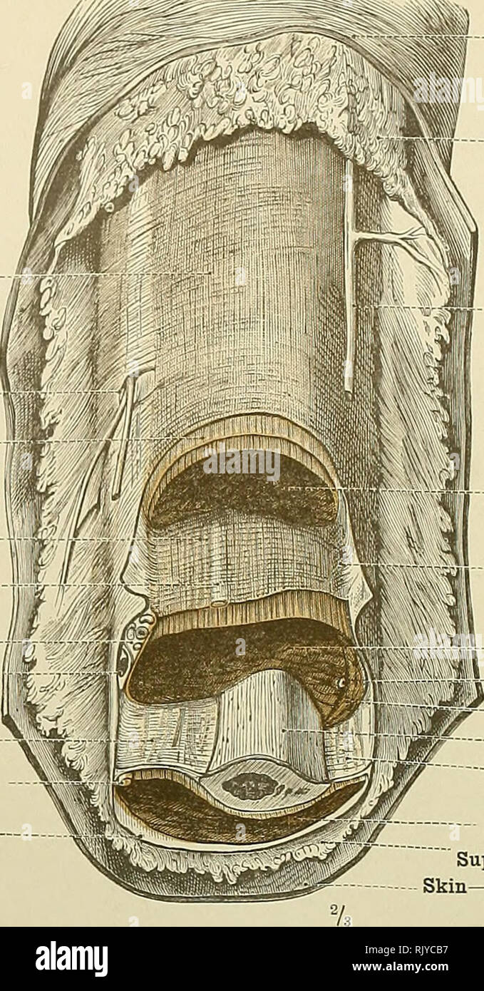. Un atlas de l'anatomie humaine pour les étudiants et les médecins. L ...