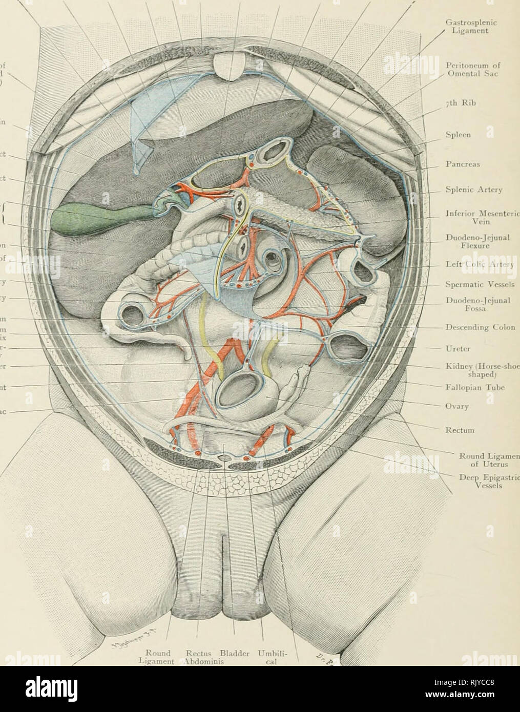 . De l'Atlas topographique (appliquée) L'anatomie humaine pour ...