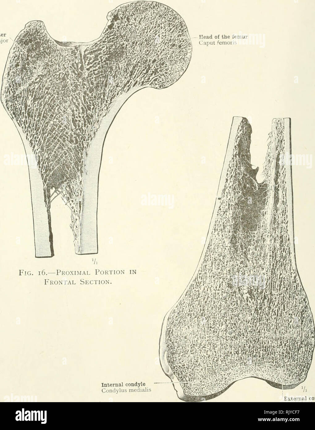 Substantia spongiosa ossium Banque de photographies et d’images à haute ...