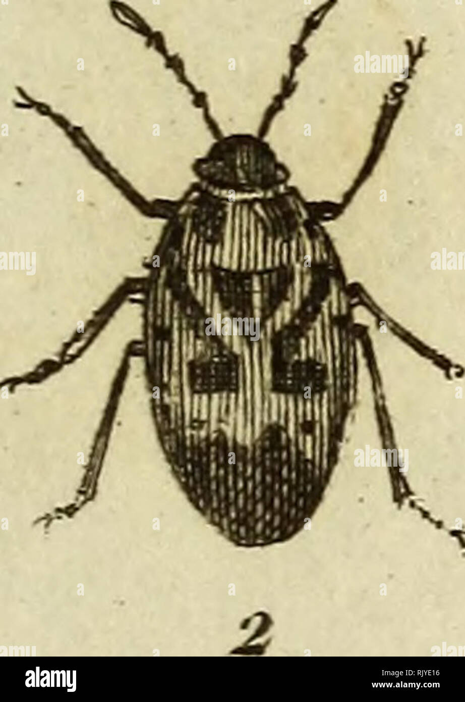 . Atlas des insectes, composé de 110 planches, représentant la plupart ...