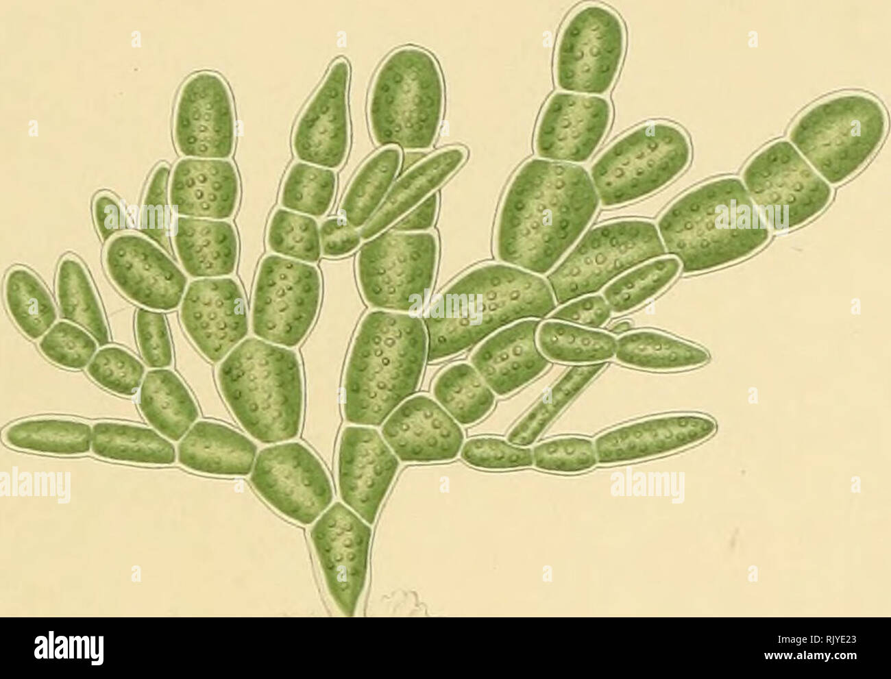 . Meeresalgen Atlas deutscher. Les algues, algues marines. Alht.s ...