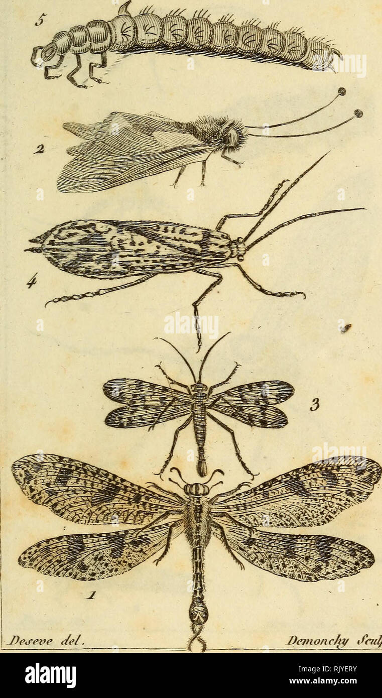 . Atlas des insectes, composé de 110 planches, représentant la plupart ...