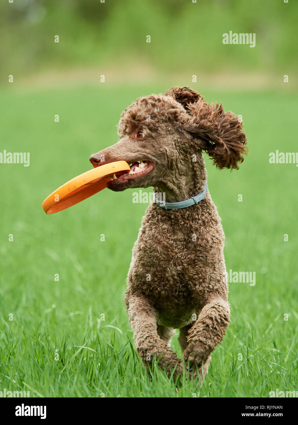Caniche royal brun courir et sauter joyeusement dans un pré. Chien ...