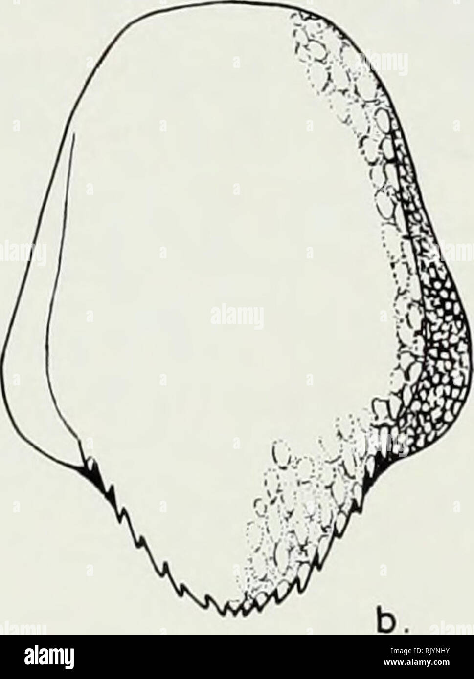 . Athlon : essais sur la paléontologie en l'honneur de Loris Shano ...