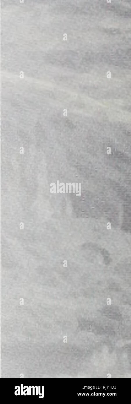 Grande armoise artemisia tridentata Banque de photographies et d’images ...