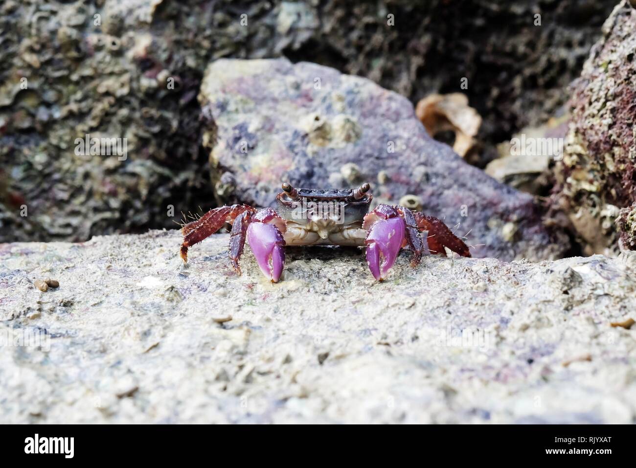 Crabe Violet Banque d'image et photos - Alamy