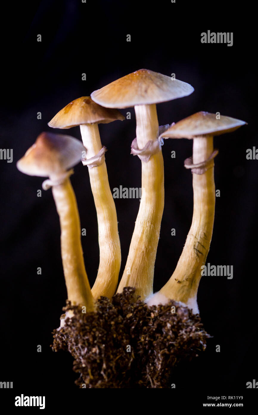 Psilocybin cubensis Banque de photographies et d’images à haute ...