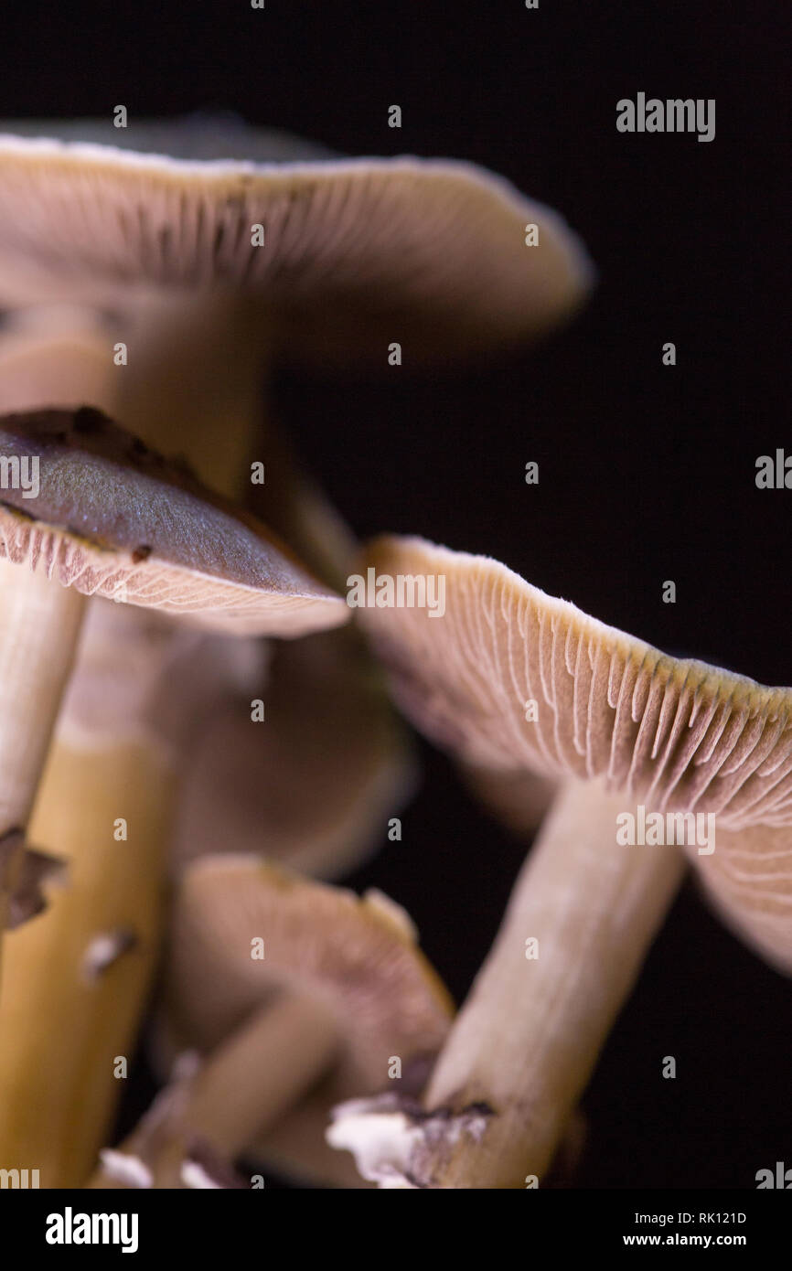 Psilocybe cubensis - champignons magiques frais dans le sol avec un ...