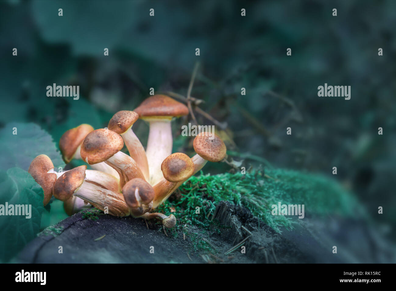 Psilocybin mushroom Banque de photographies et d’images à haute ...