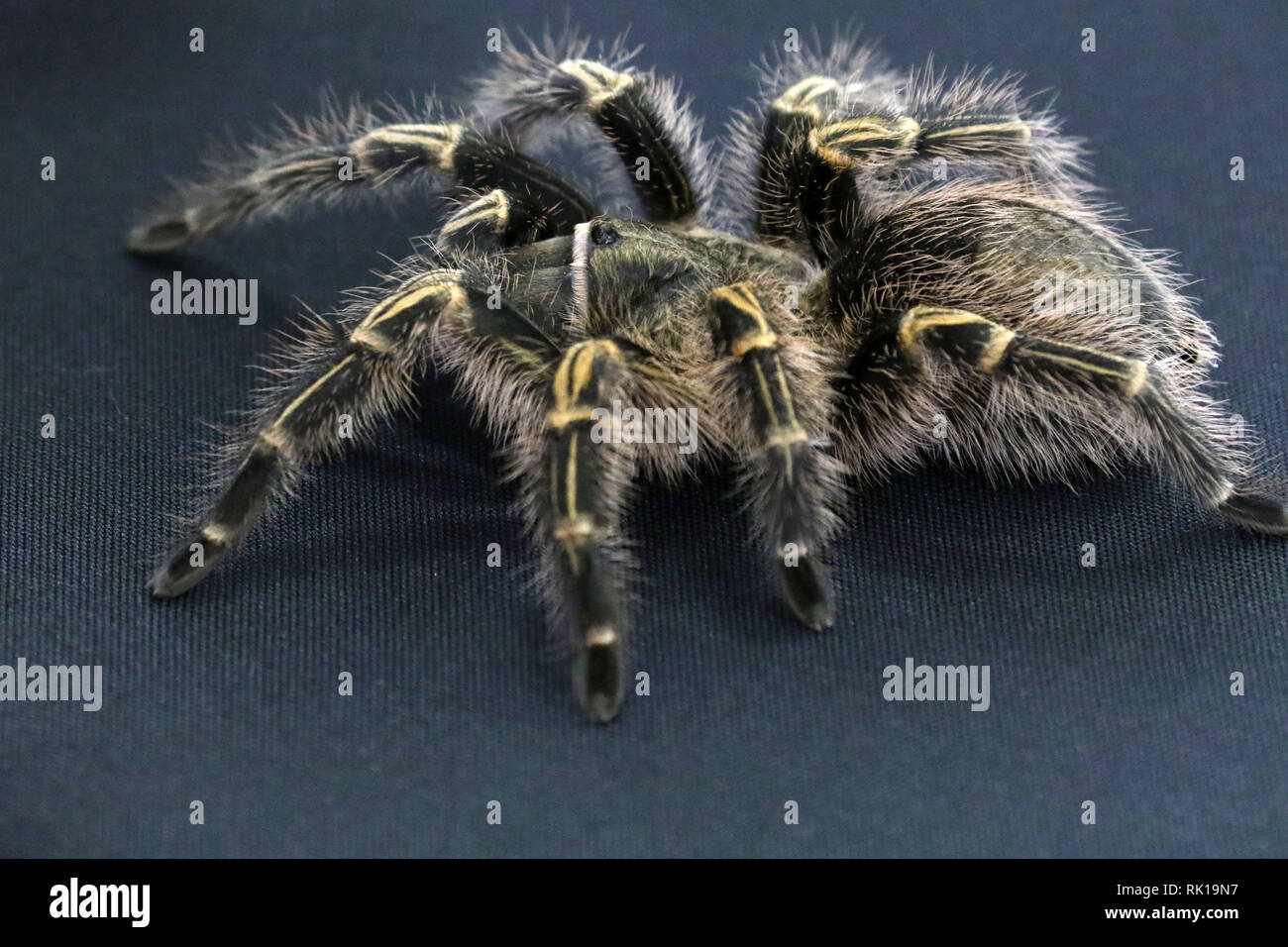 Tarentule sur la tête Banque de photographies et d’images à haute ...