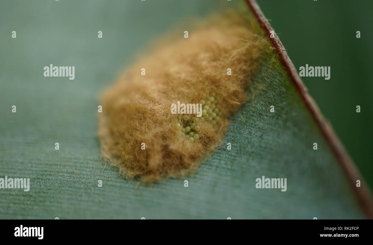 Insectes sur des feuilles de bananier Banque de photographies et d ...