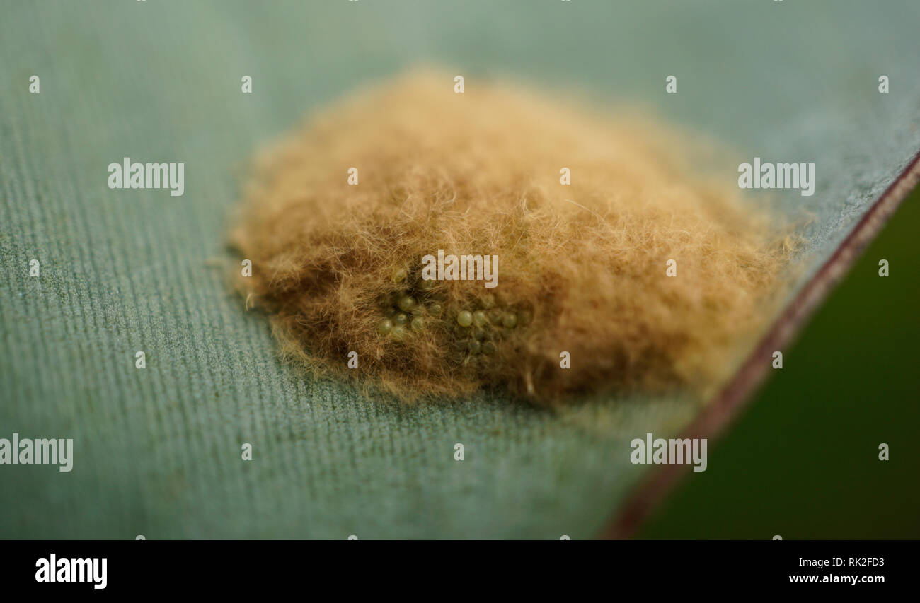 Insectes sur des feuilles de bananier Banque de photographies et d ...