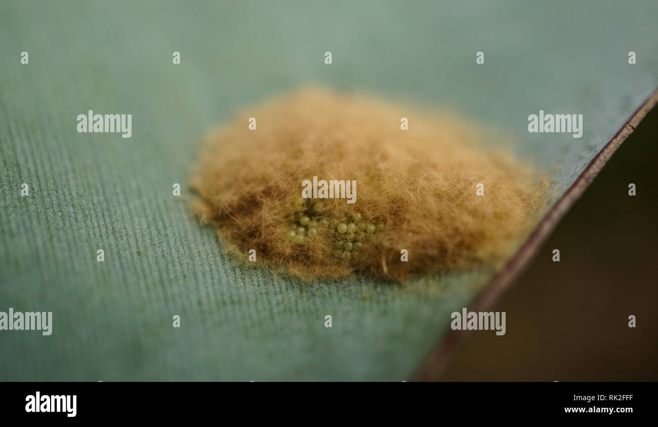 Insectes sur des feuilles de bananier Banque de photographies et d ...