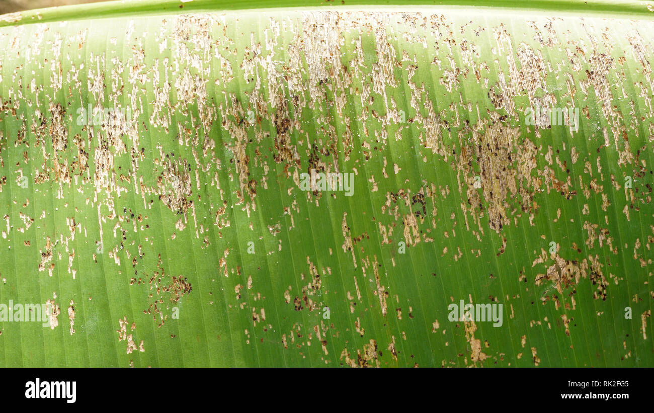 Insectes sur des feuilles de bananier Banque de photographies et d ...