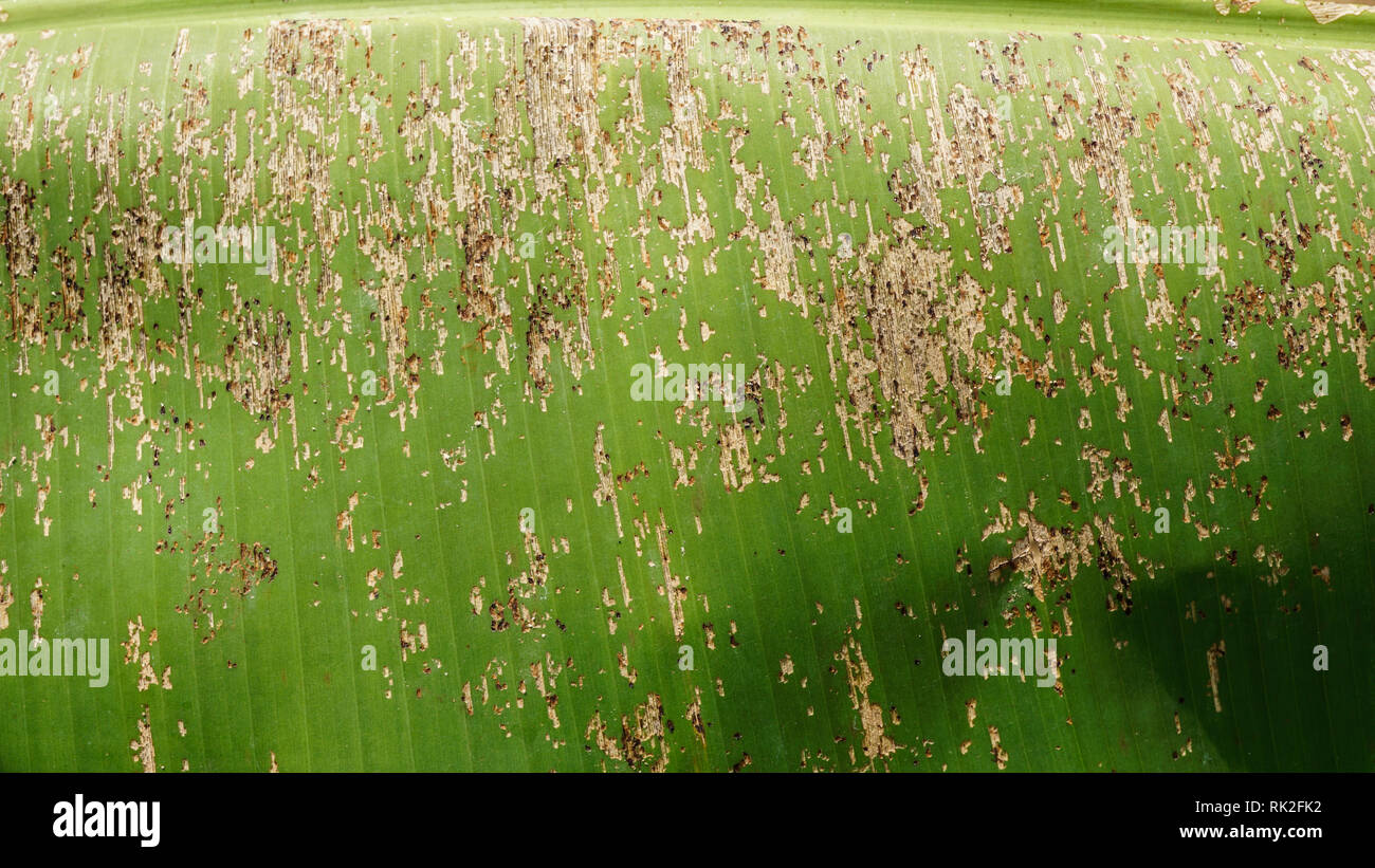 Insectes sur des feuilles de bananier Banque de photographies et d ...