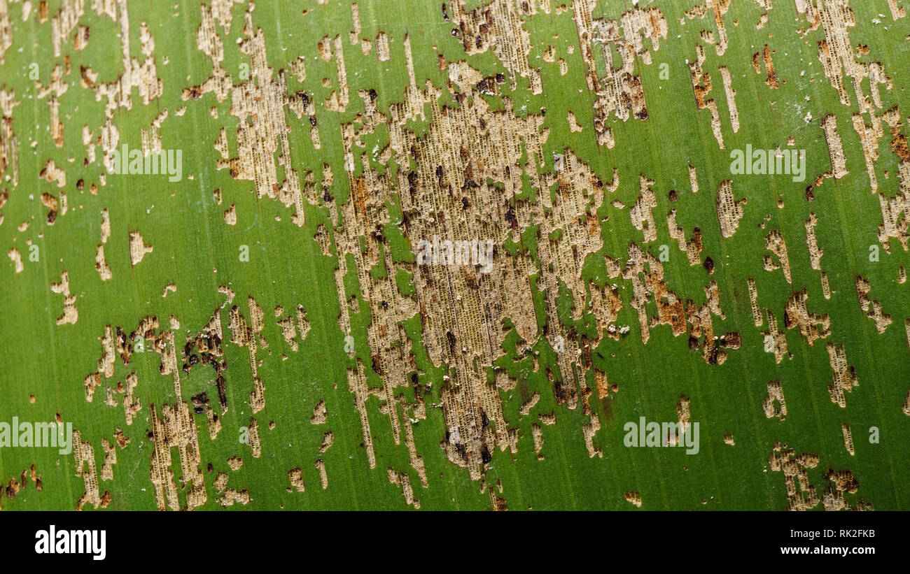 Insectes sur des feuilles de bananier Banque de photographies et d ...