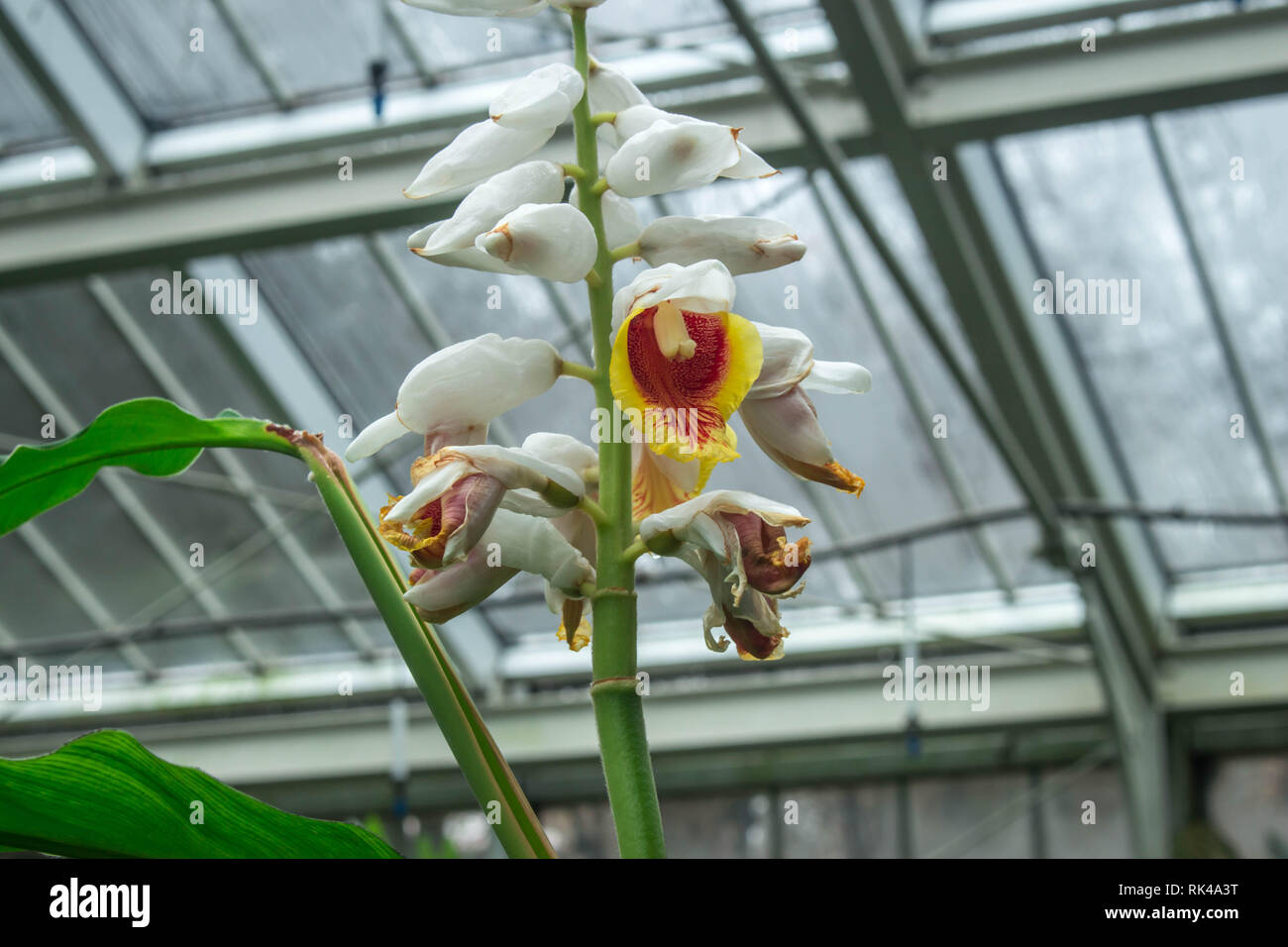 Alpinia nutans Banque de photographies et d’images à haute résolution ...