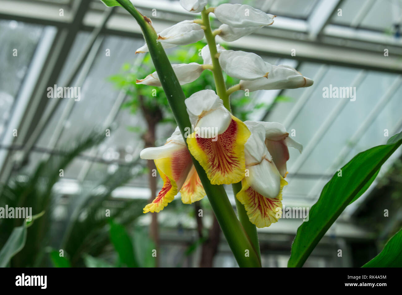 Alpinia nutans Banque de photographies et d’images à haute résolution ...