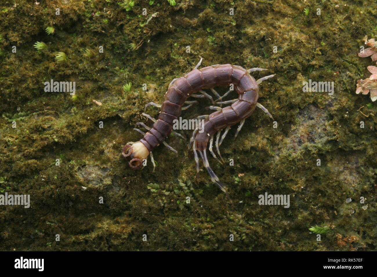 Malaysian centipede Banque de photographies et d’images à haute ...