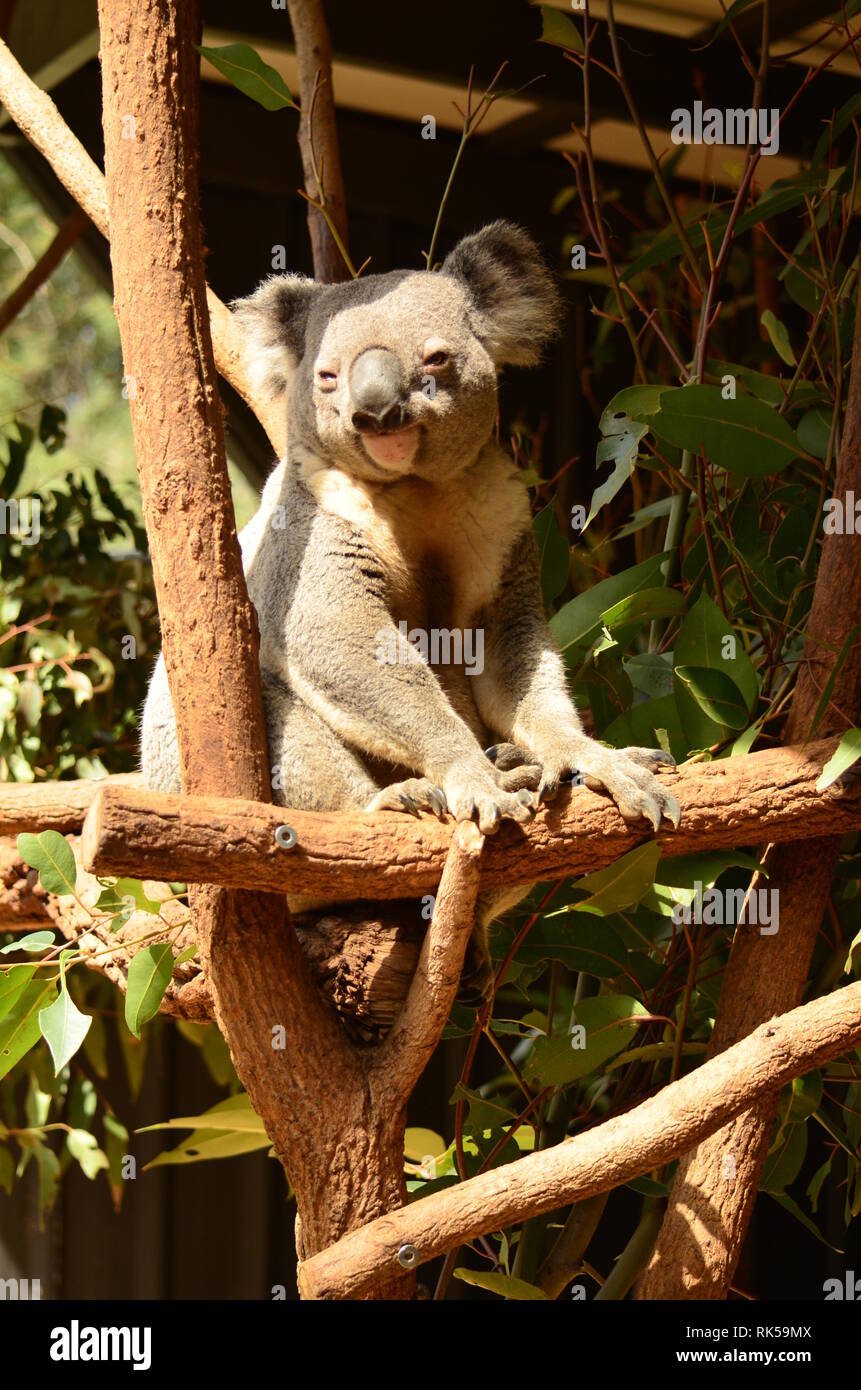 Faune australienne Banque de photographies et d’images à haute ...